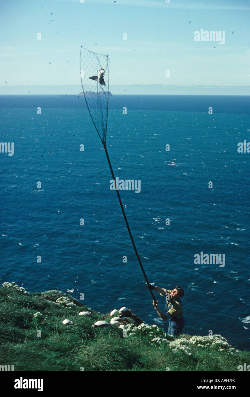 Hunting Catching Puffins in Net Stock Photo - Alamy
