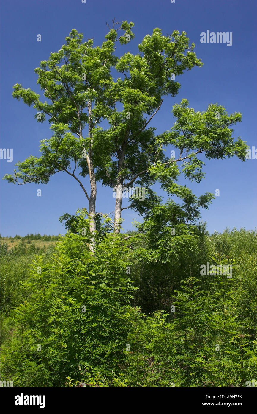Ash tree in summer Fraxinus excelsior Wales UK Stock Photo - Alamy