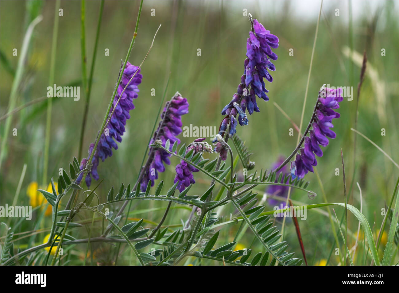 Tufted vetch Vicia cracca Sussex Downs AONB Sussex UK Stock Photo - Alamy
