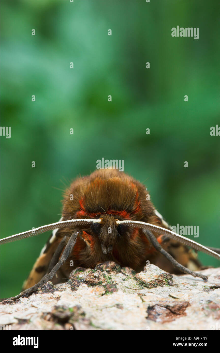Garden Tiger moth Arctia caja Sussex UK Stock Photo - Alamy