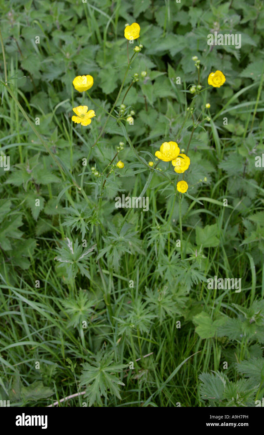 Meadow Buttercup, Ranunculus acris Stock Photo - Alamy