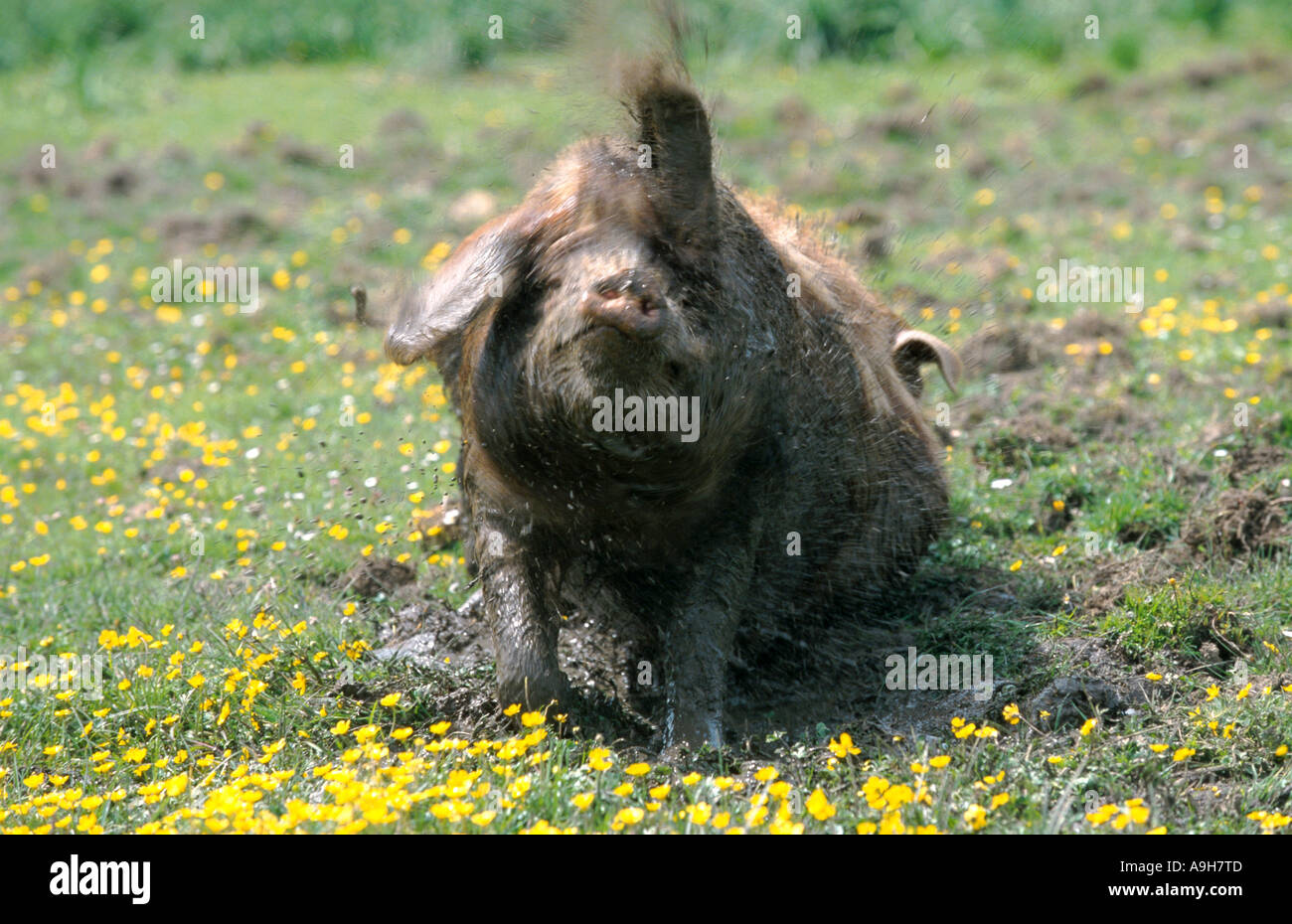 domestic pig (Sus scrofa f. domestica), shaking Stock Photo - Alamy
