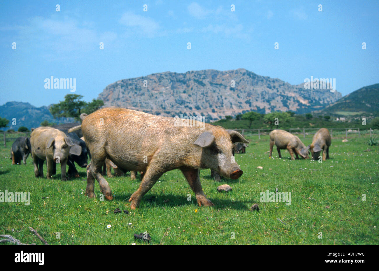 domestic pig (Sus scrofa f. domestica), group on meadow Stock Photo - Alamy