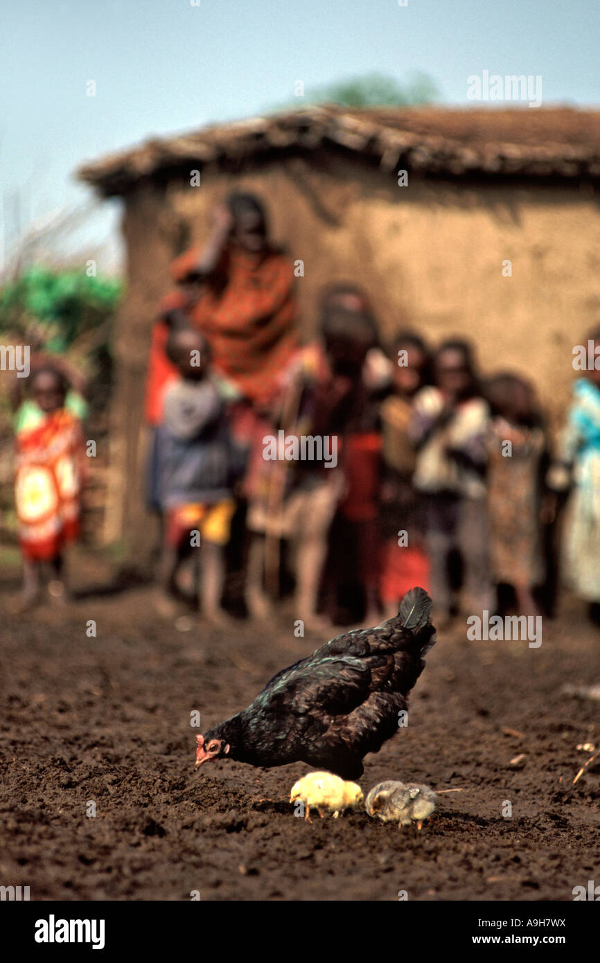 A group of Masai children watch a hen and her chicks in their village ...