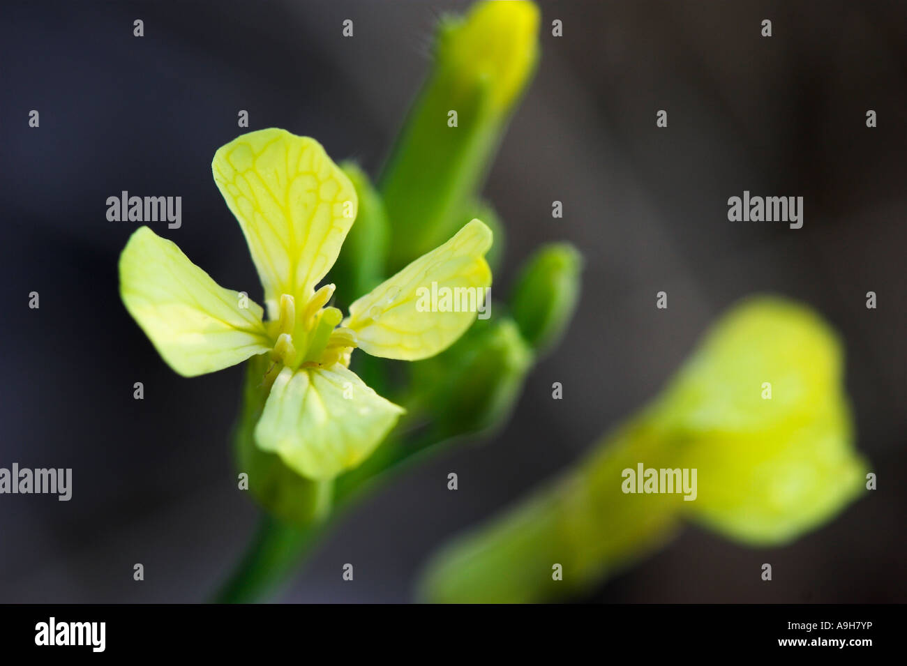 Sea radish hi-res stock photography and images - Alamy
