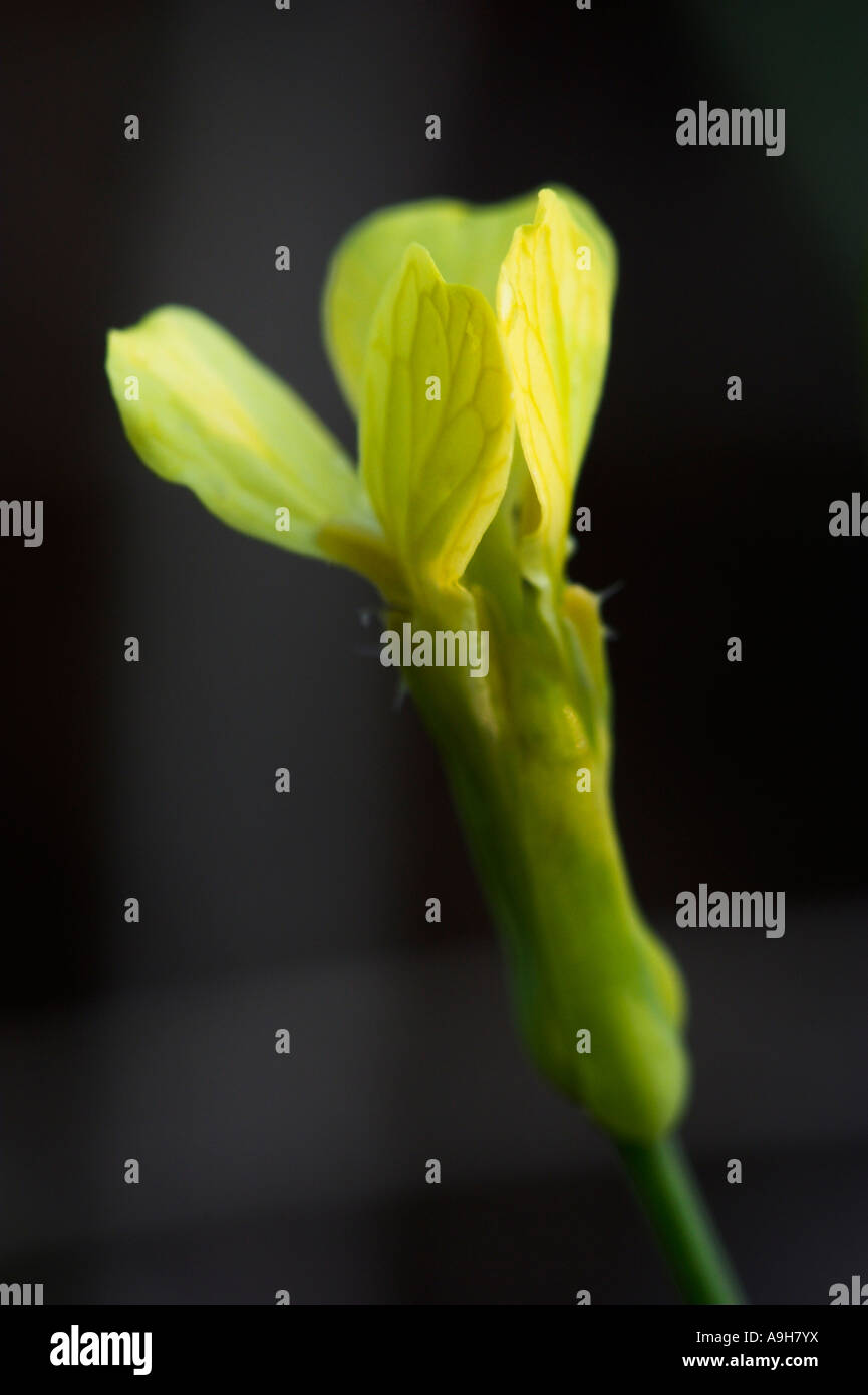 Sea radish hi-res stock photography and images - Alamy