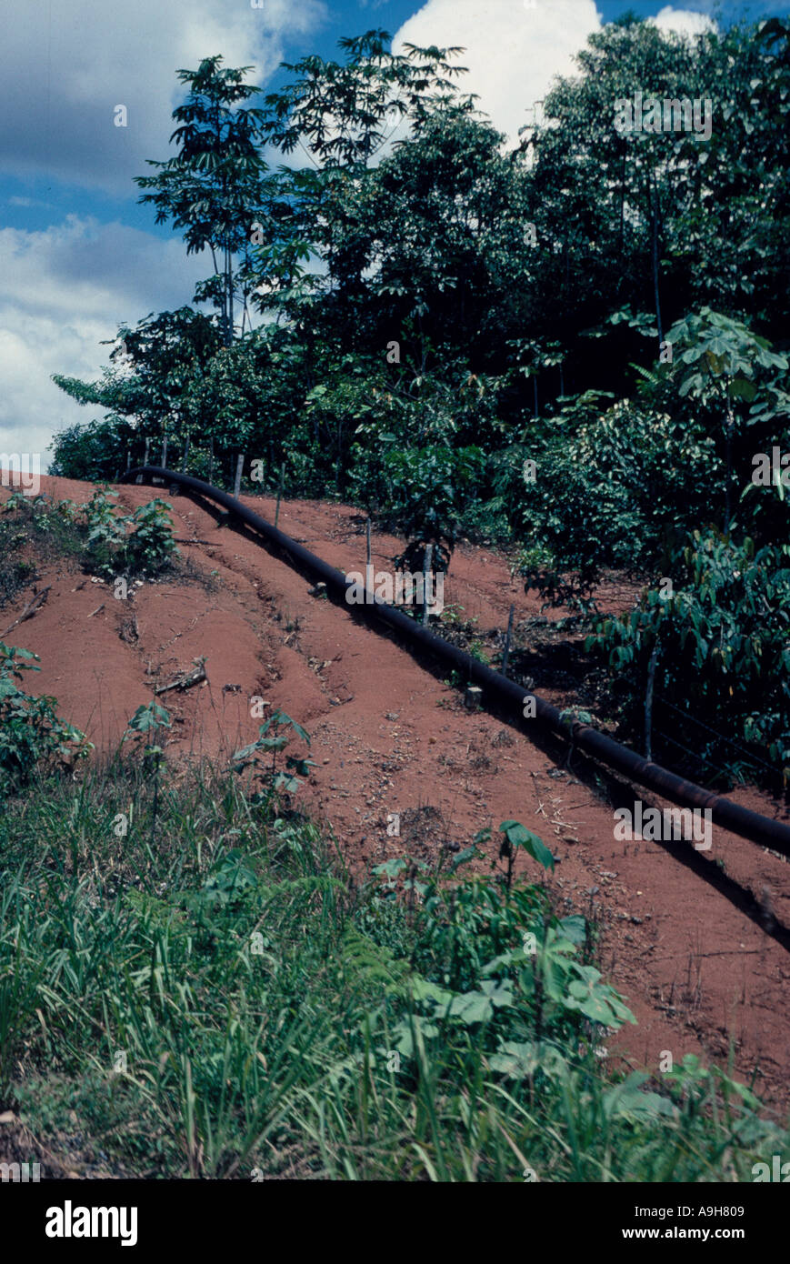 Oil and Gas Oil Secondary tropical rainforest Upper Amazon oil pipeline ...