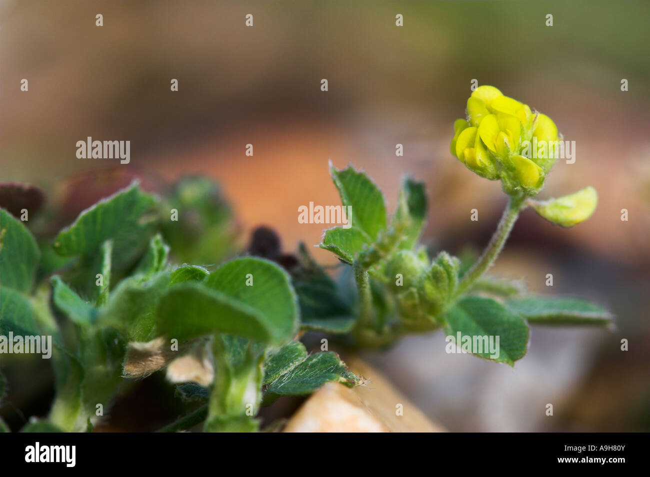 Lesser Trefoil Trifolium dubium Climping Sussex UK Stock Photo - Alamy