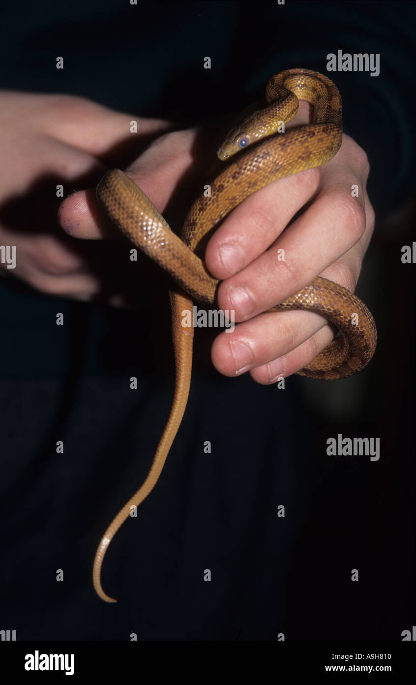 People Pets Everglade rat Snake being held by young boy Elaphe sp Stock ...