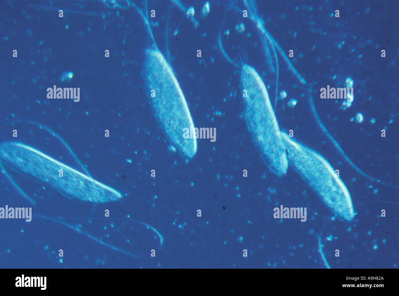 Protozoa hi-res stock photography and images - Alamy