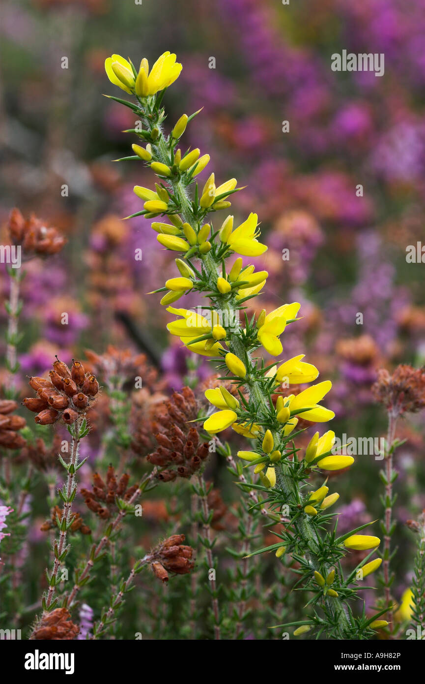 Dwarf Gorse in flower Ulex minor Steadham Common Nature Reserve Sussex ...