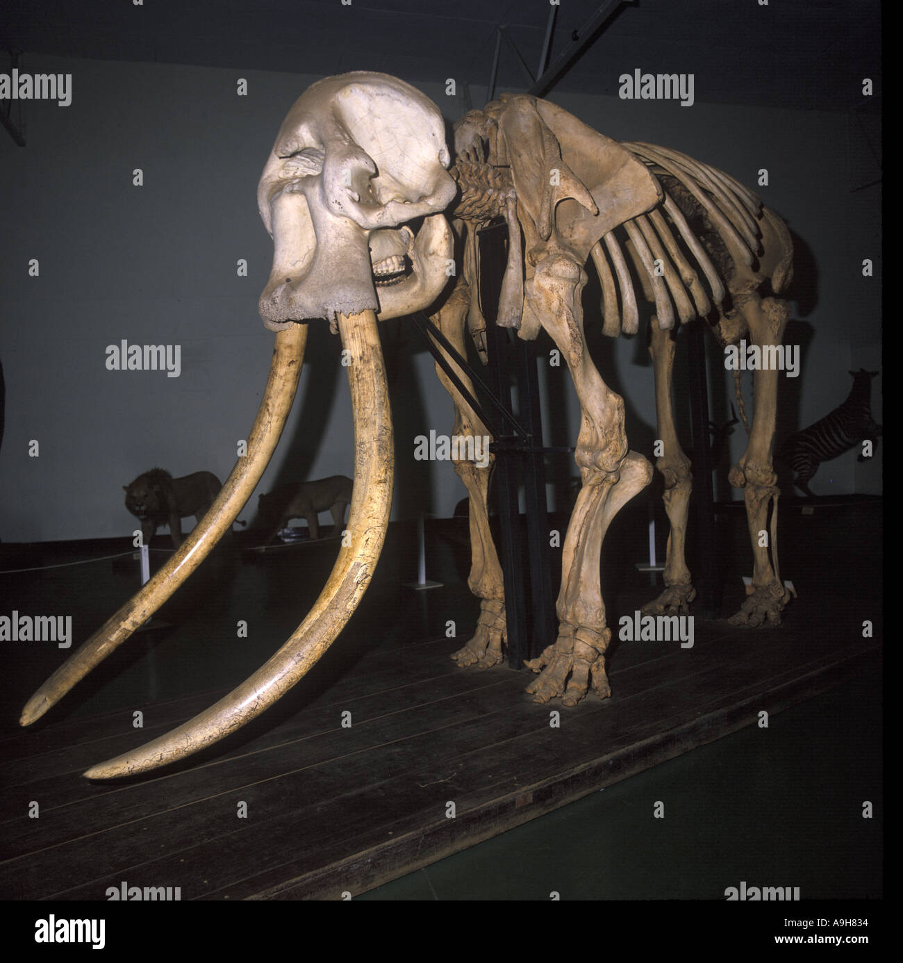 Skeleton Elephant Loxodonta africana of Ahmed Nairobi Stock Photo - Alamy