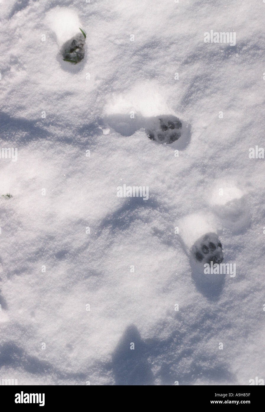 Tracks Badger Meles meles Footprints in snow on woodland ride Stock ...