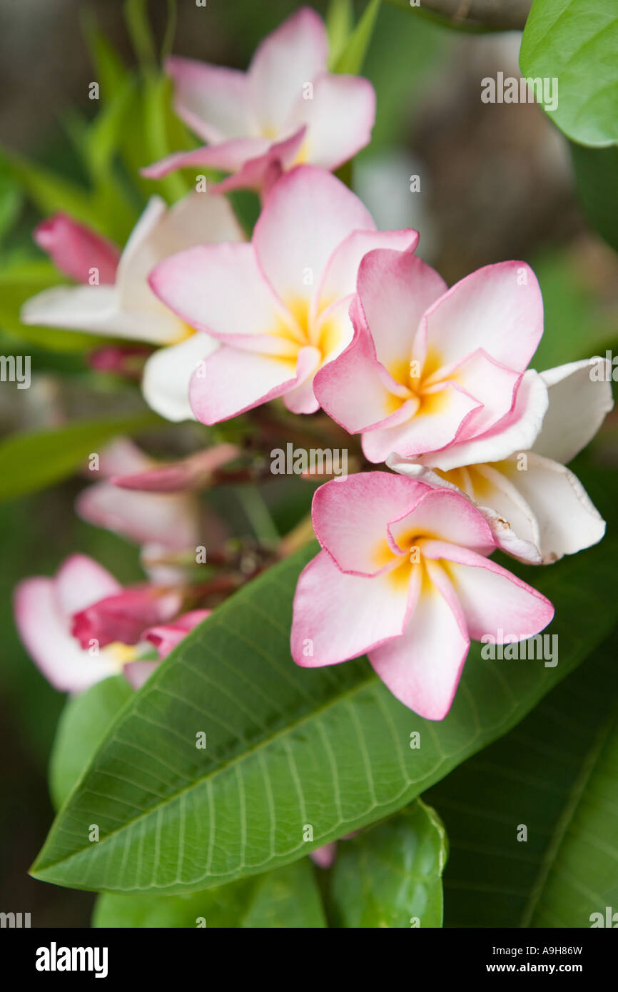 Bbeacutiful hi-res stock photography and images - Alamy