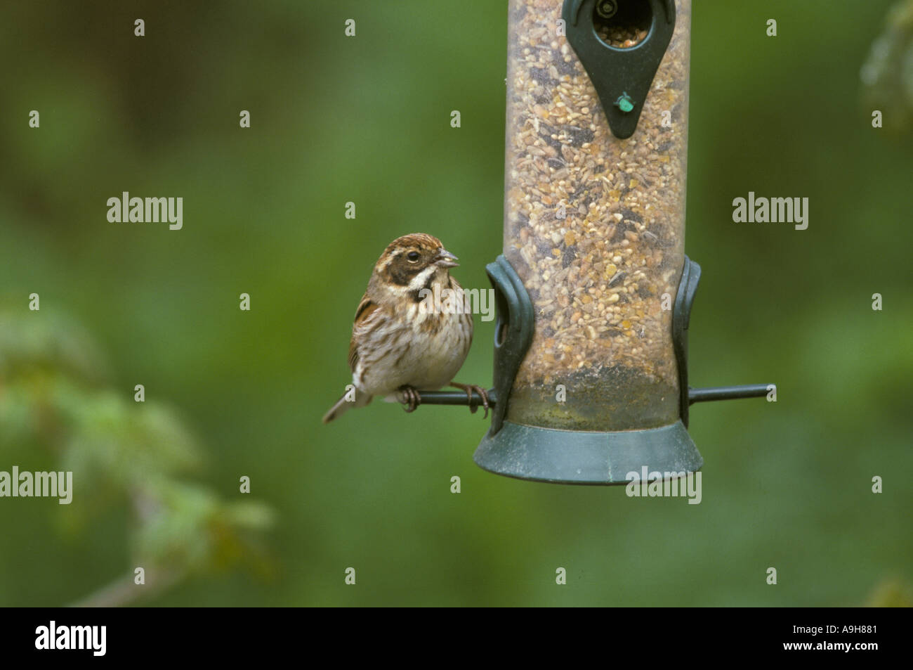 Reed bunting on feeder hi-res stock photography and images - Alamy