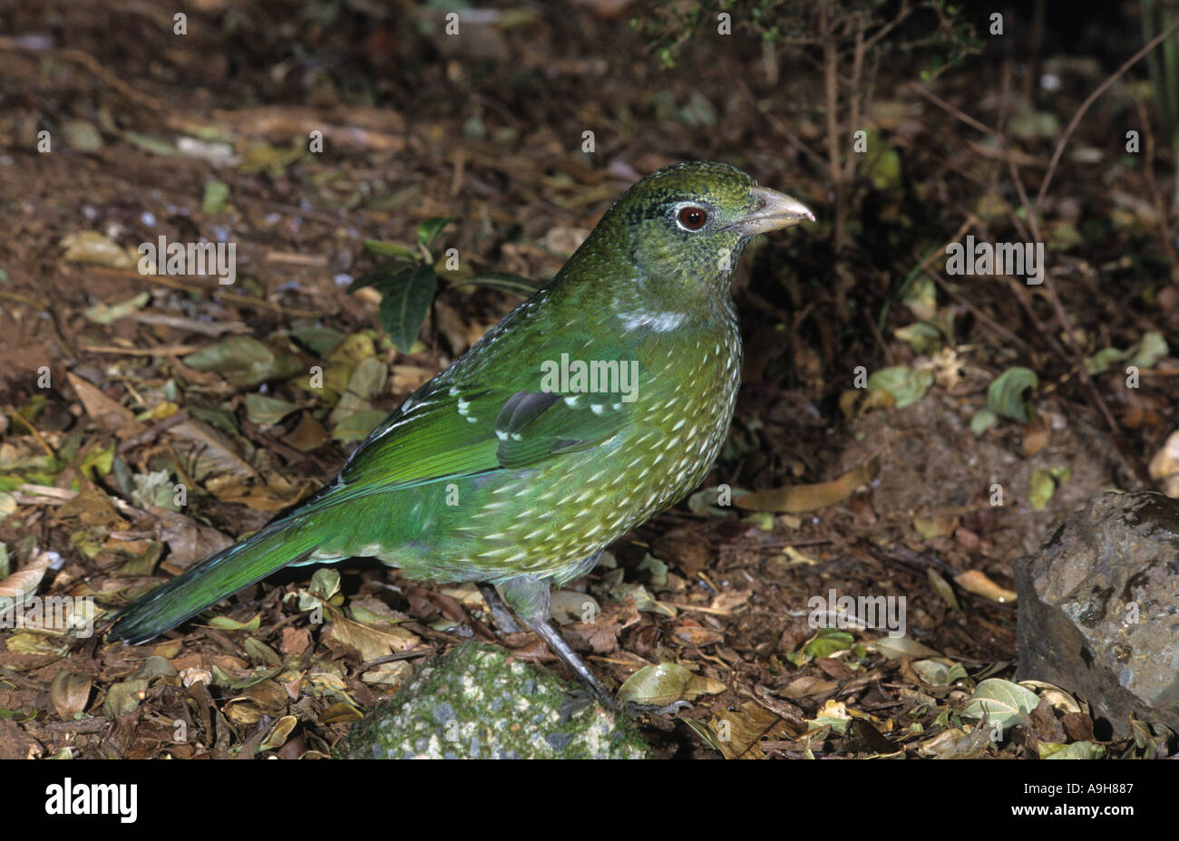 Green Catbird Ailuroedus crassirostris On ground close up Lamington NP ...