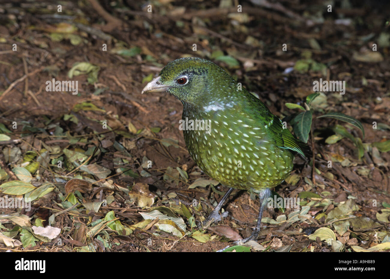 Green Catbird Ailuroedus crassirostris On ground close up Lamington NP ...