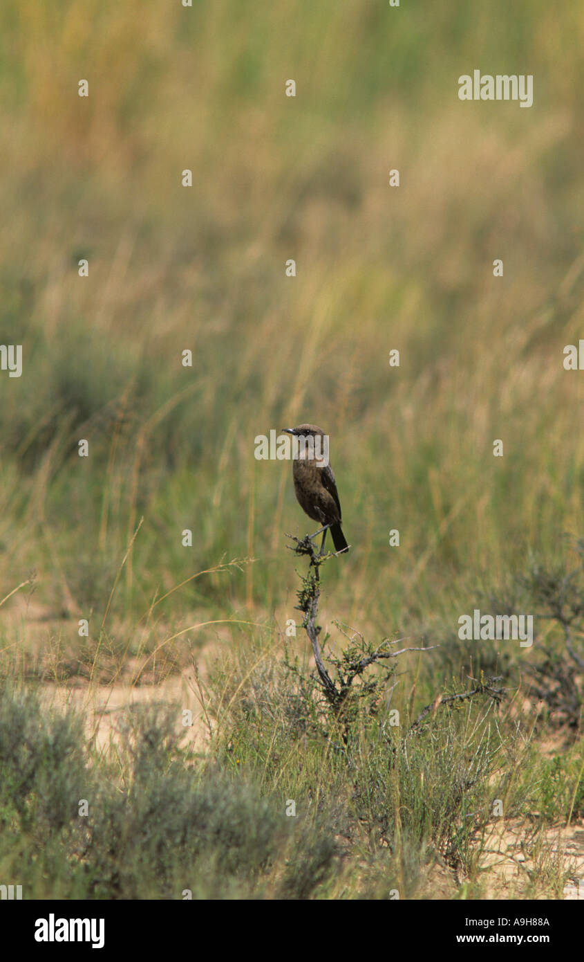 Ant Eating Chat Myrmecocichla formicivora Perched on tip of small bush ...
