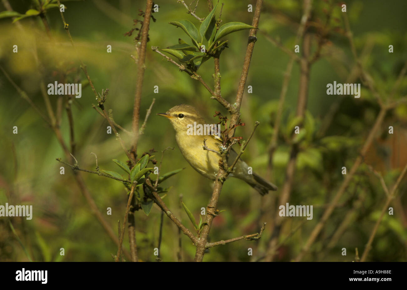 Juvenile chiffchaff hi-res stock photography and images - Alamy