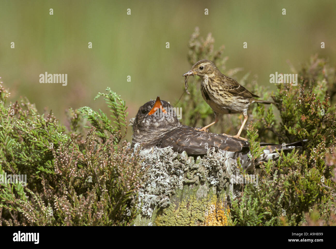 Cuckoo Cuculas canorus Meadow Pipit feeding young cuckoo in nest S ...