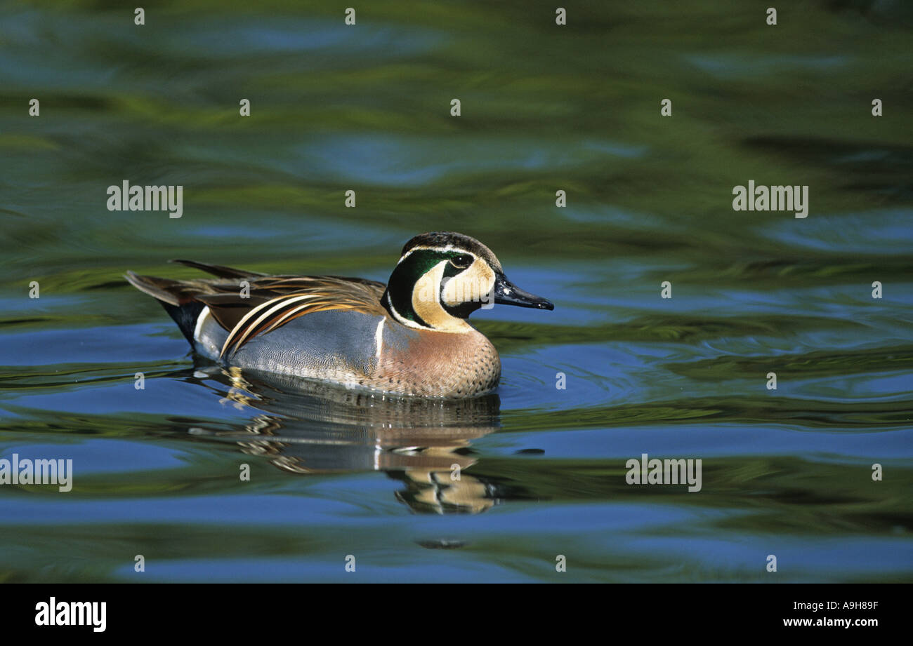 Baikal teal anas formosa hi-res stock photography and images - Alamy