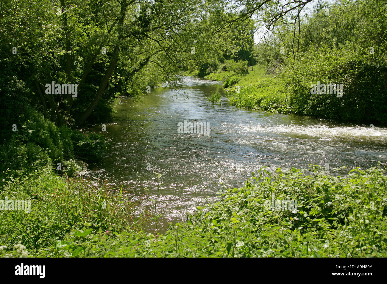 River Colne in Spring Stock Photo - Alamy