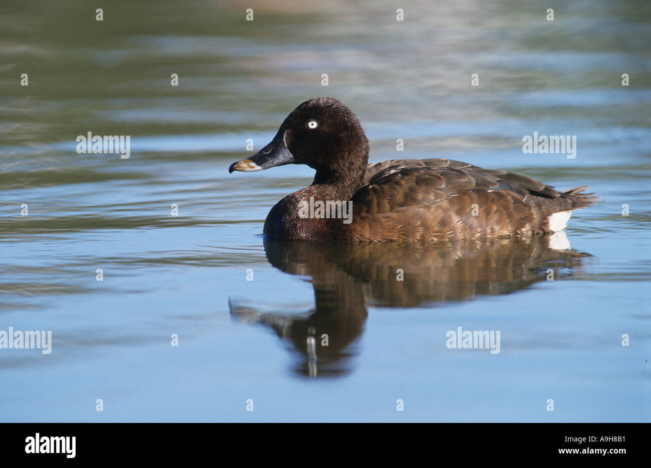 Hardhead Aythya australis Male swimming close up Brisbane Queensland ...