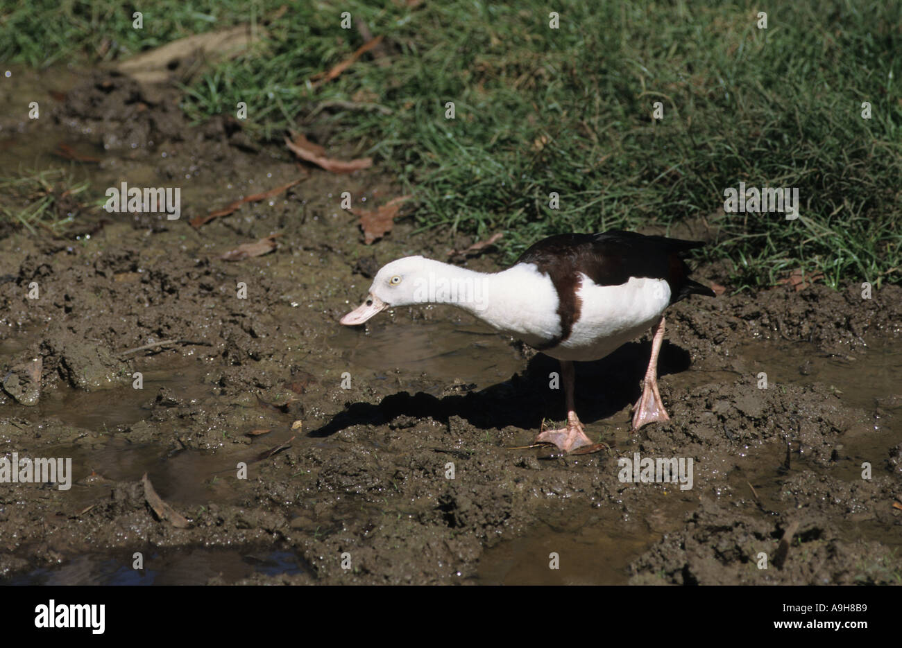 Radjah Shelduck Tadorna radjah Standing on mud Northern Territory ...