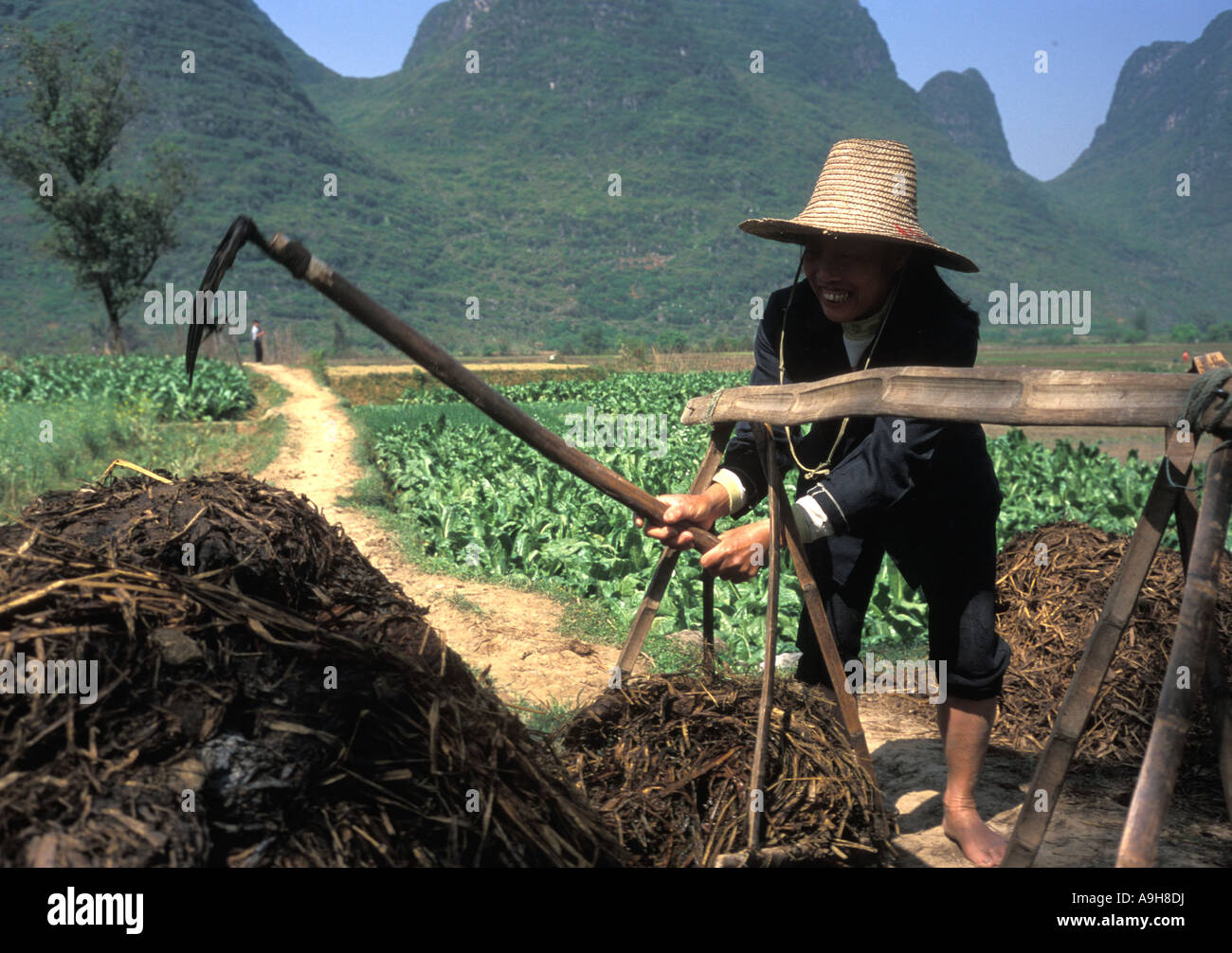 Chinese peasant farm women working in rice paddy spreading manure near ...