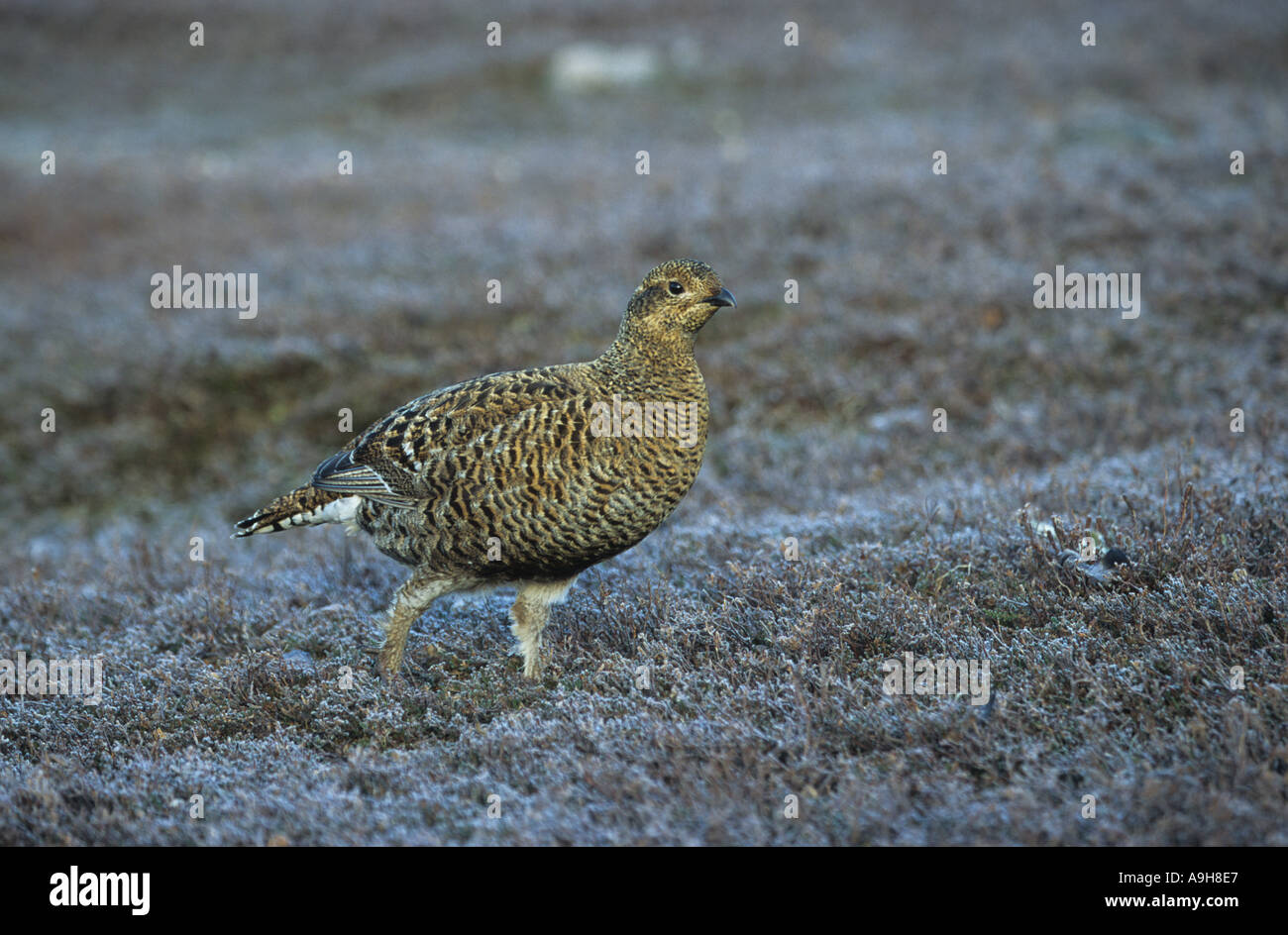 Lyrurus tetrix close up hi-res stock photography and images - Alamy