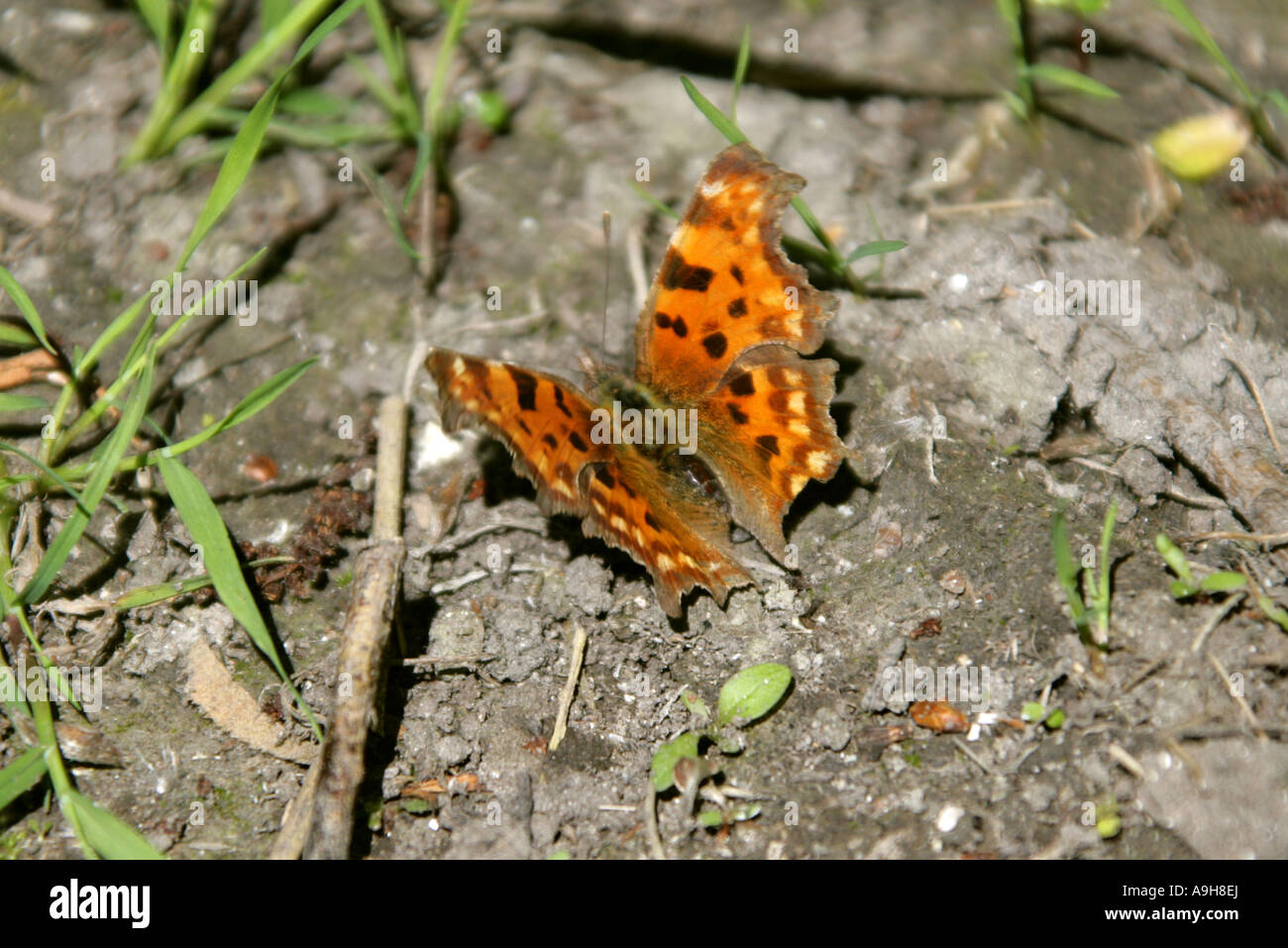 Comma Butterfly, Polygonia c-album, Nymphalidae Stock Photo - Alamy