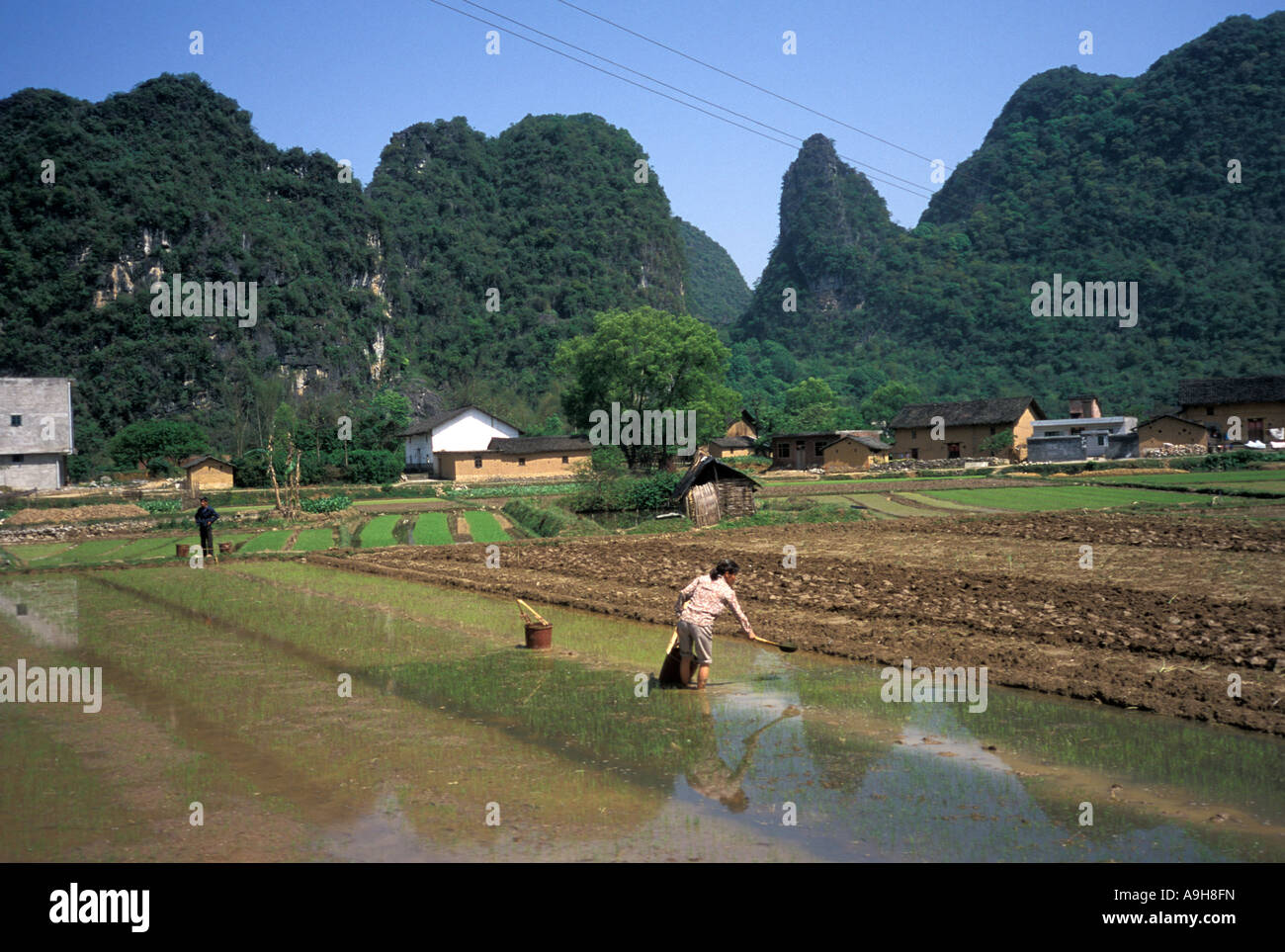 Chinese peasant farm women working in rice paddy spreading manure near ...