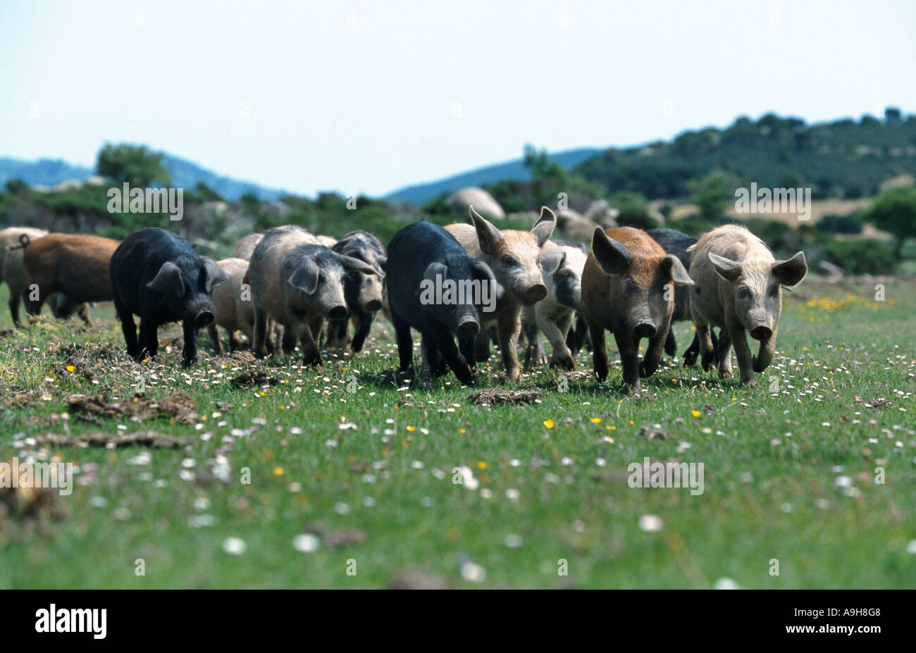 domestic pig (Sus scrofa f. domestica), group, running side by side ...