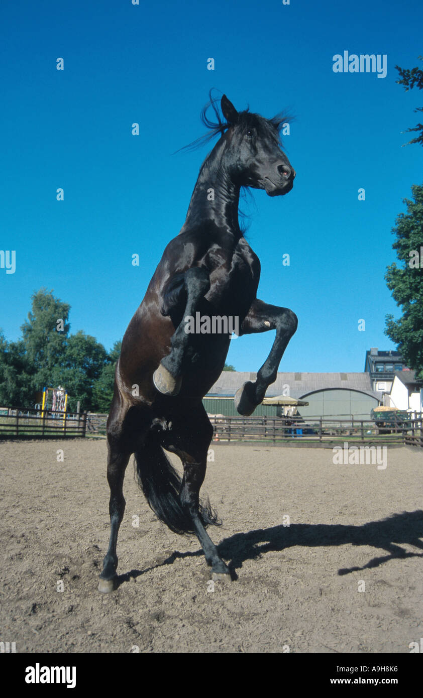 Black Horse Standing On Hind Legs
