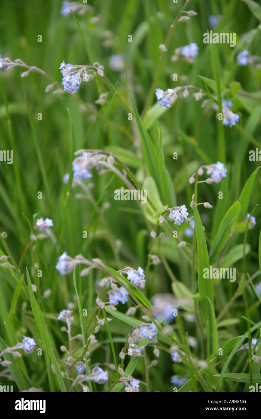 Water Forget-Me-Not, Myosotis scorpioides, Boraginaceae Stock Photo - Alamy