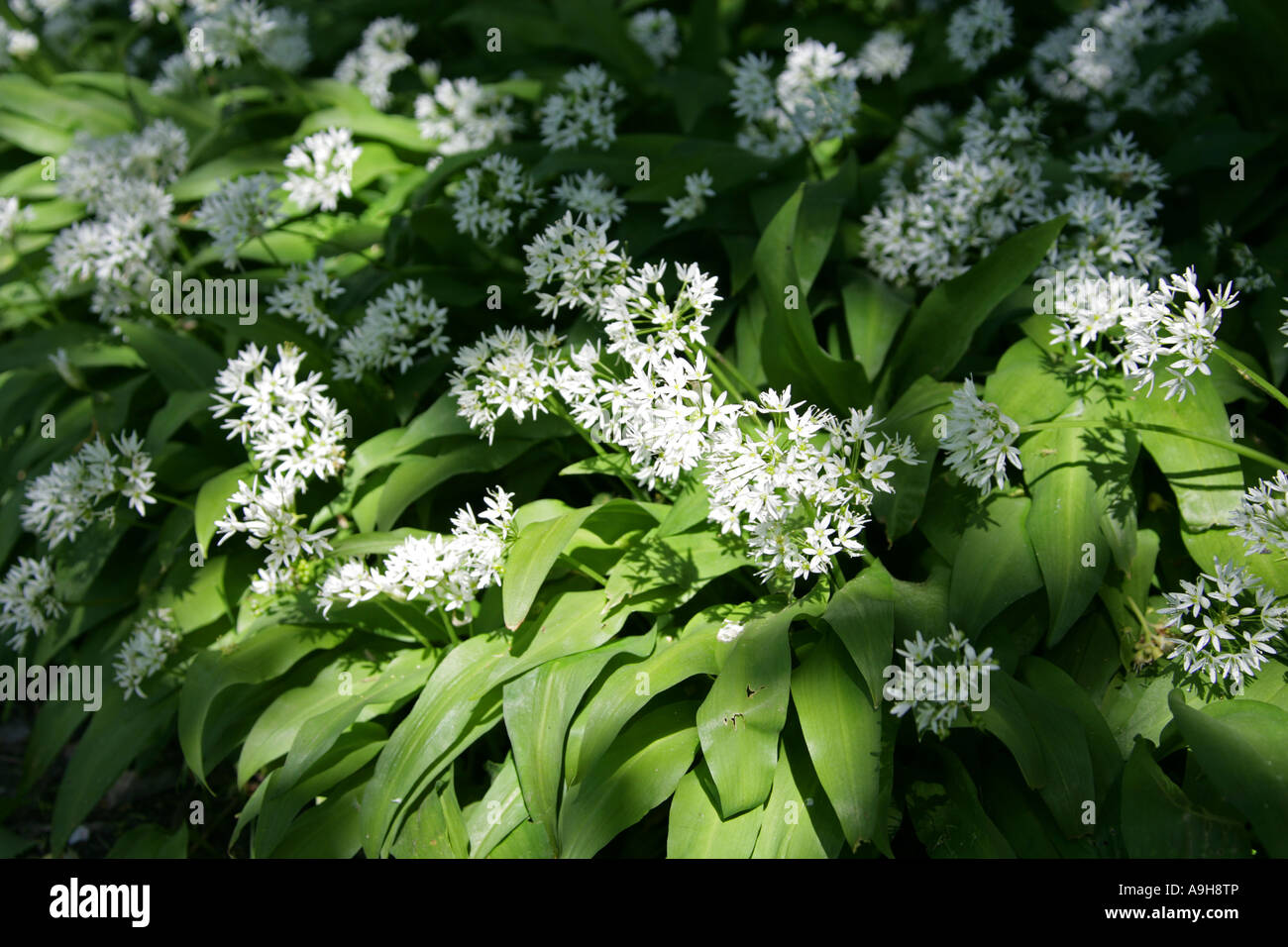 White Flowers of Ramsons or Wild Garlic Plant, Allium ursinum Stock ...