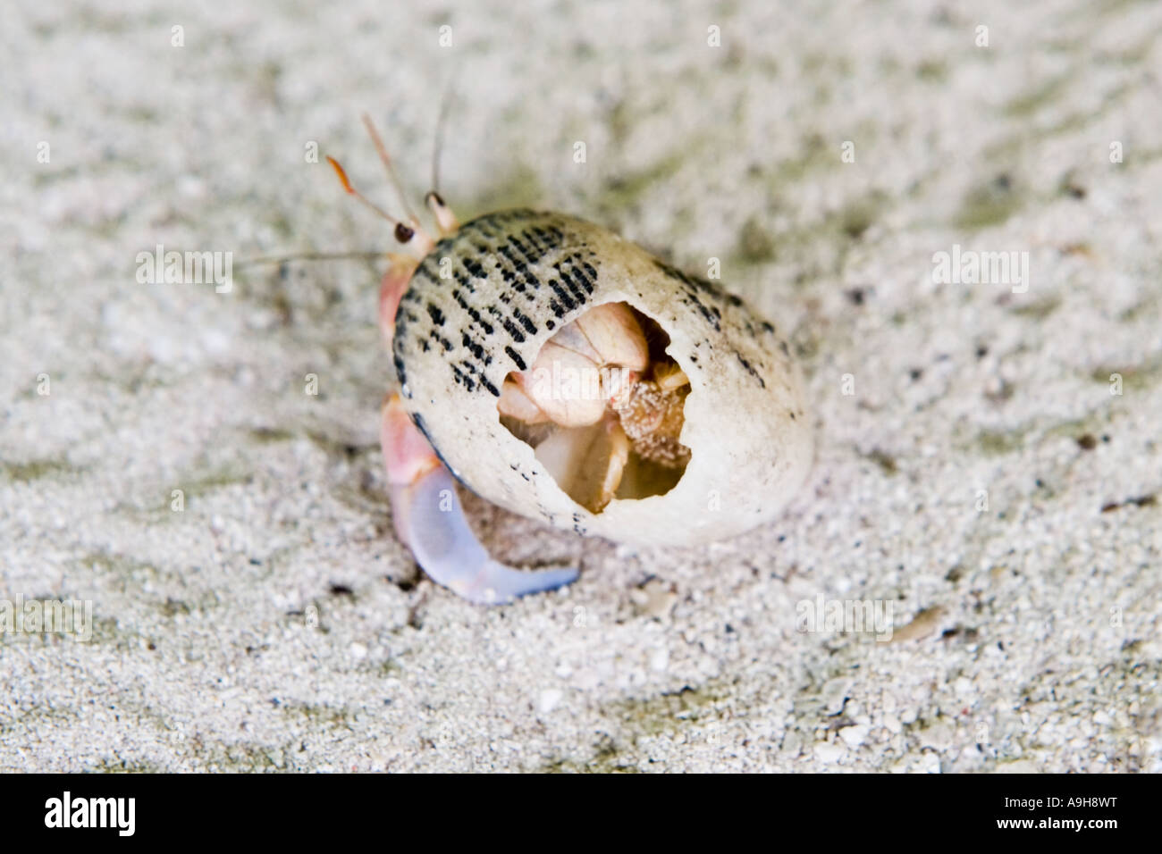 A hermit crab with a broken shell Stock Photo - Alamy