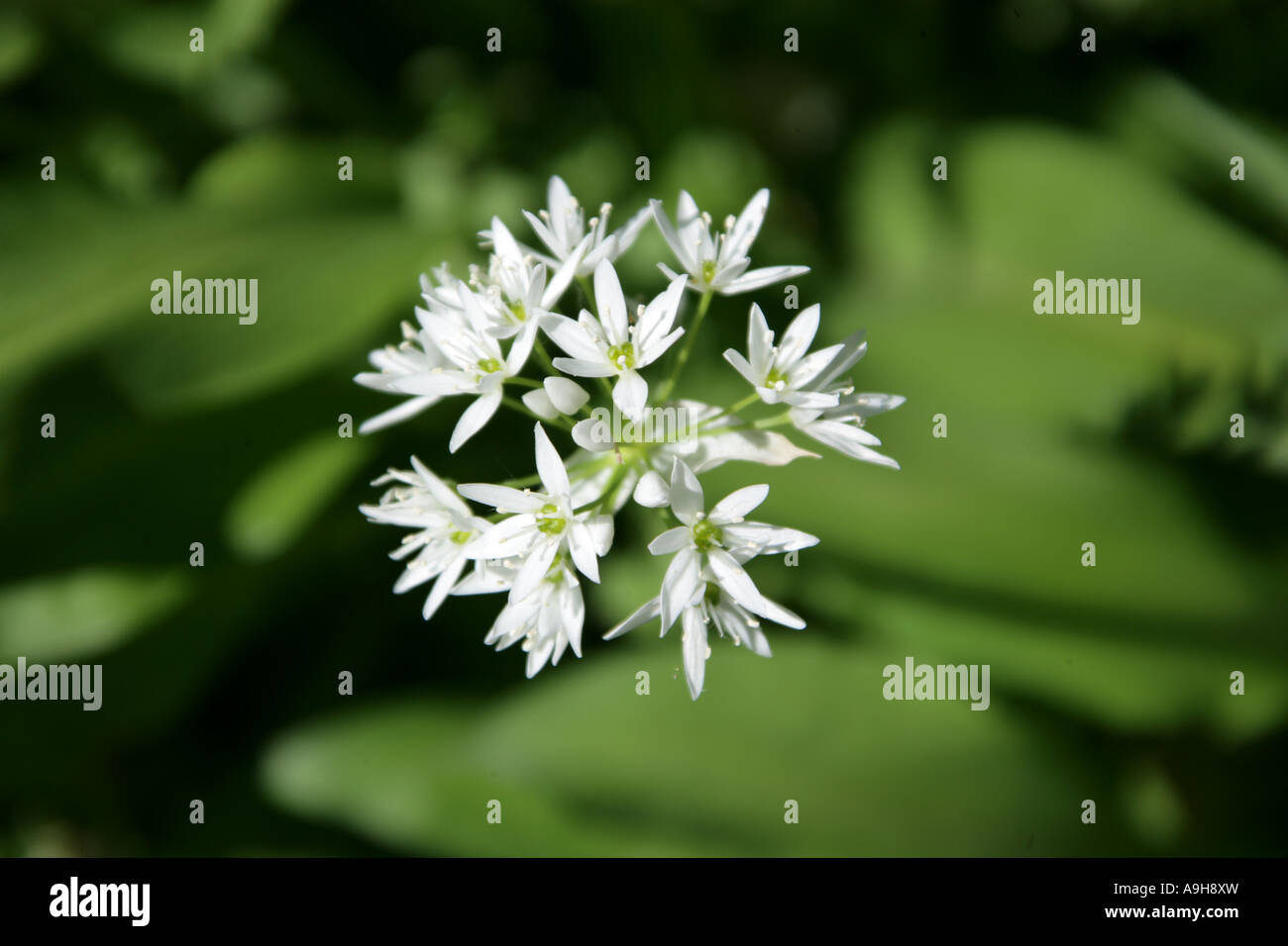 White Flowers of Ramsons or Wild Garlic Plant, Allium ursinum Stock ...