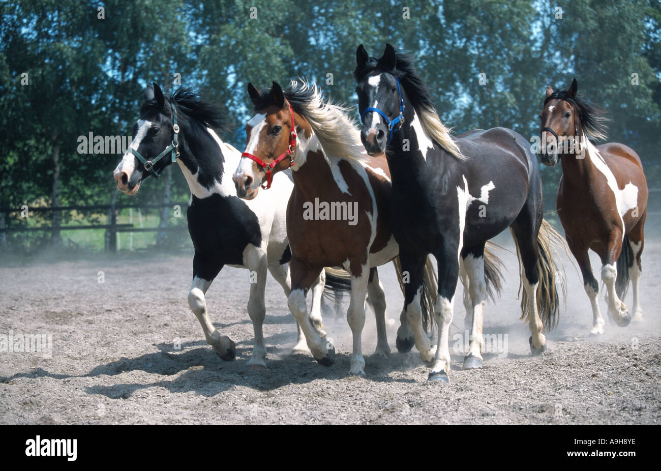 Pinto horse hi-res stock photography and images - Alamy