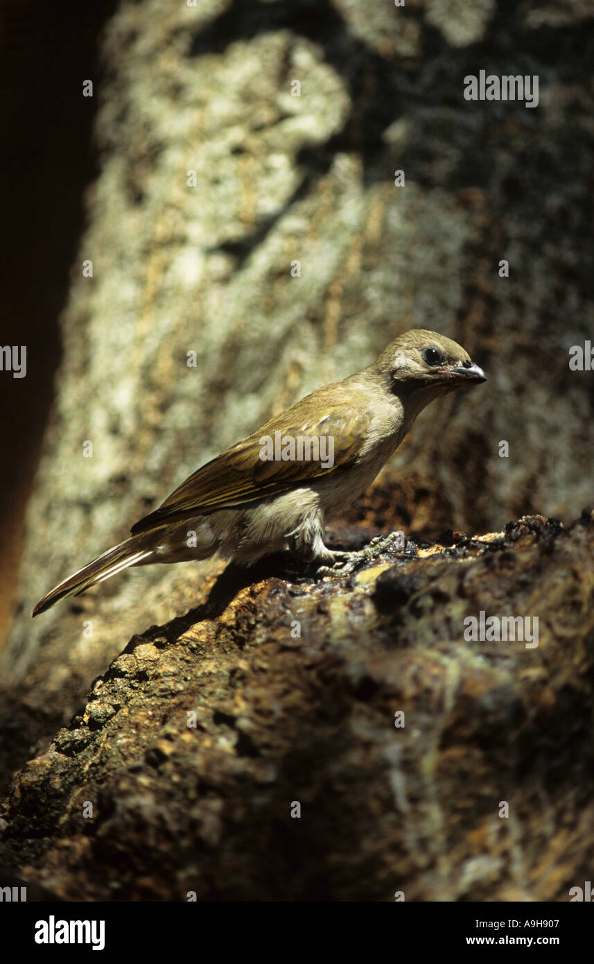 Lesser Honeyguide Indicator minor At bees nest Athi River Kenya August ...