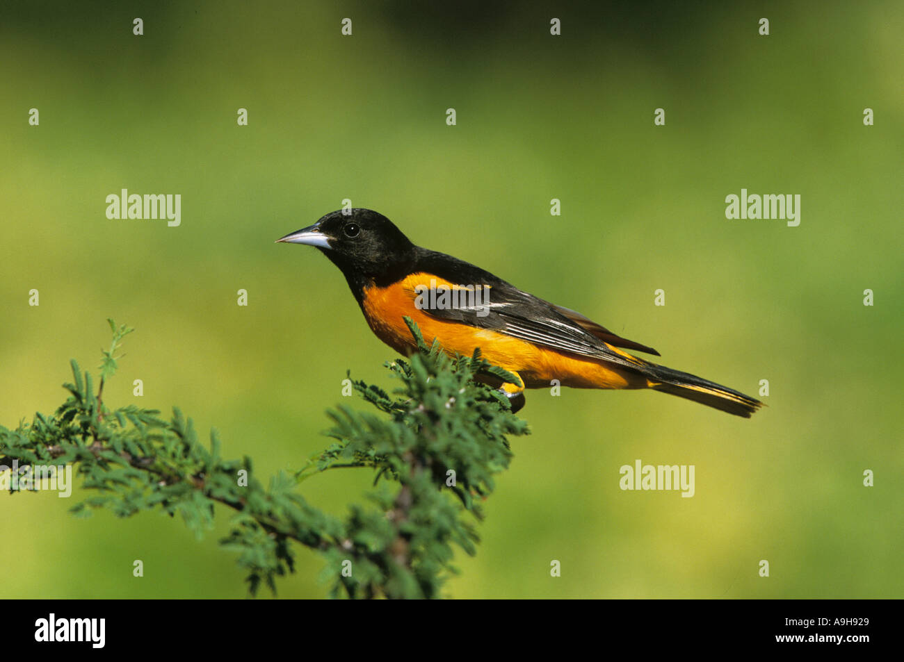 Northern Baltimore Oriole