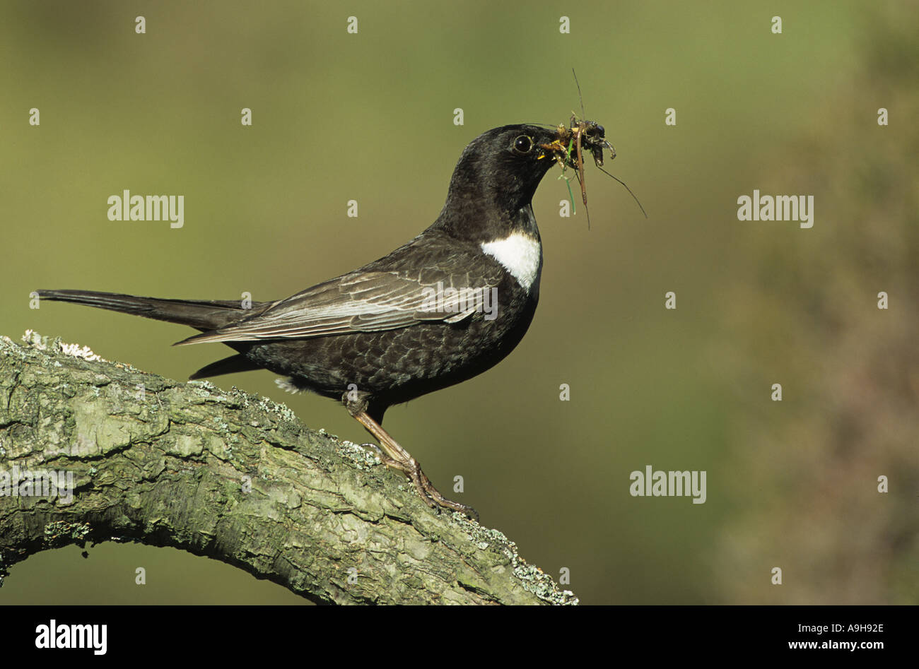 Ring Ouzel Turdus torquatus Male with food on branch Stock Photo - Alamy