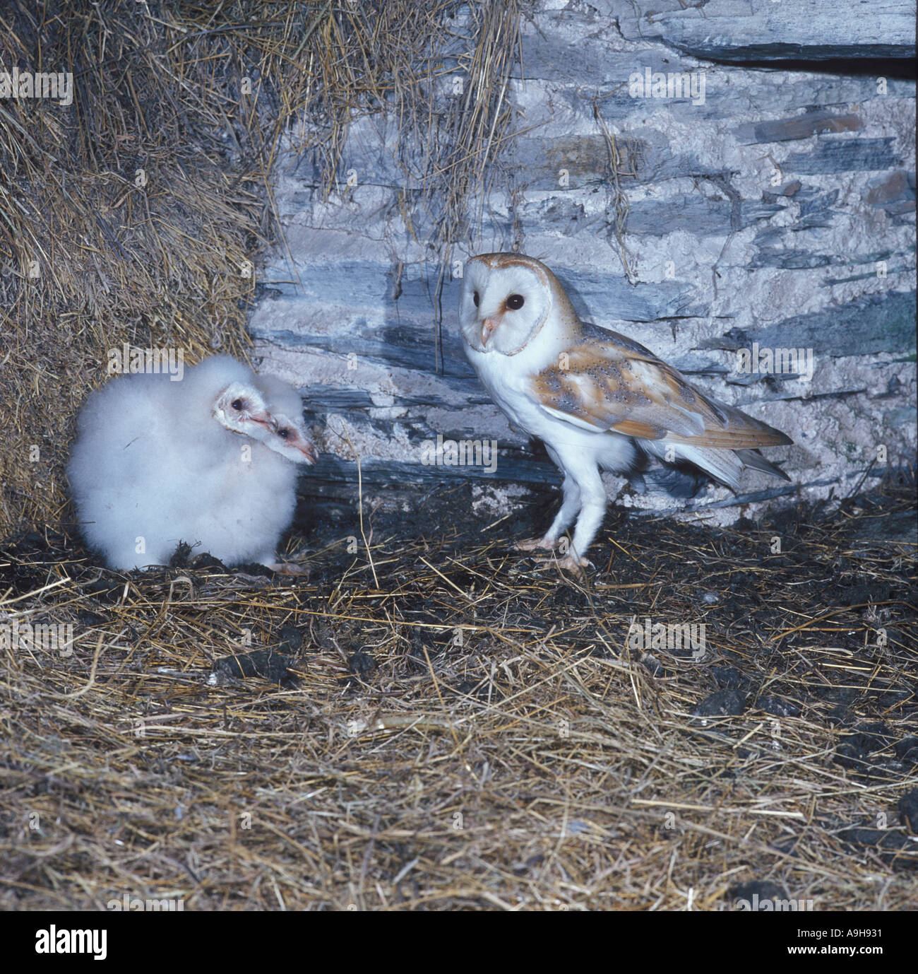 Barn owl in devon hi-res stock photography and images - Alamy