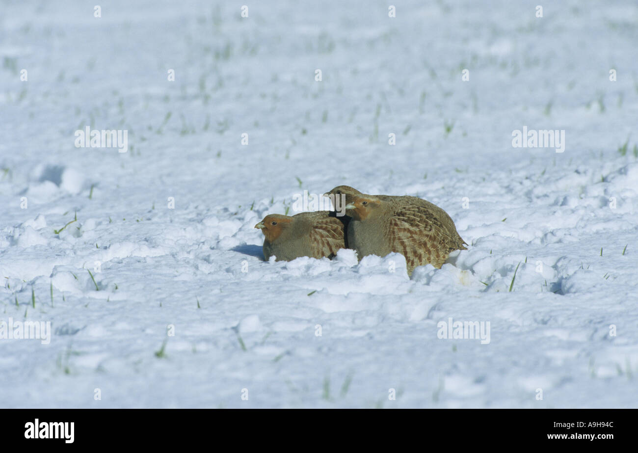 Grey Partridge Perdix perdix Covey in snow Norfolk January Stock Photo ...