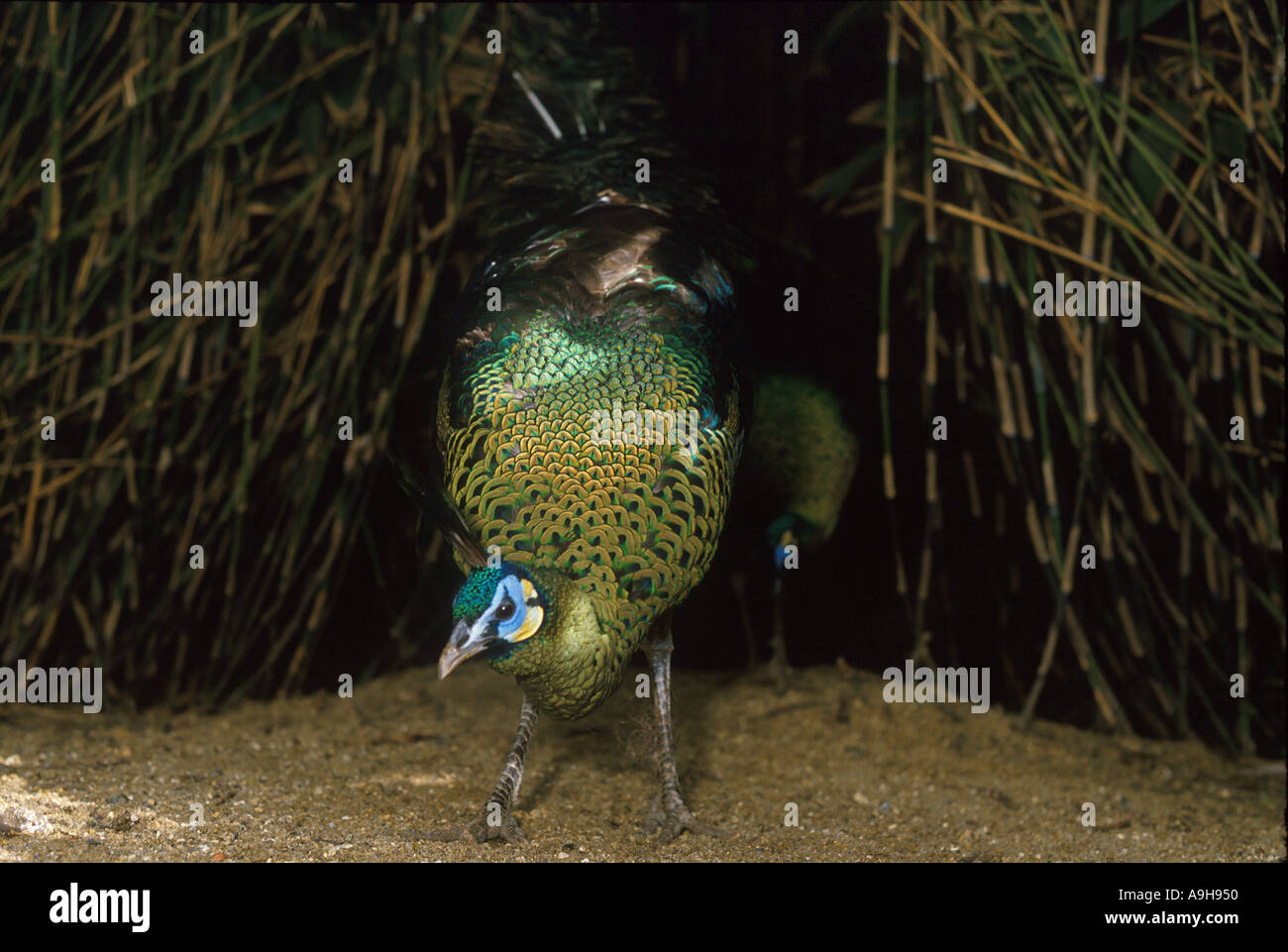 Javanese Green Peafowl Pavo muticus muticus Standing on ground Surrey ...