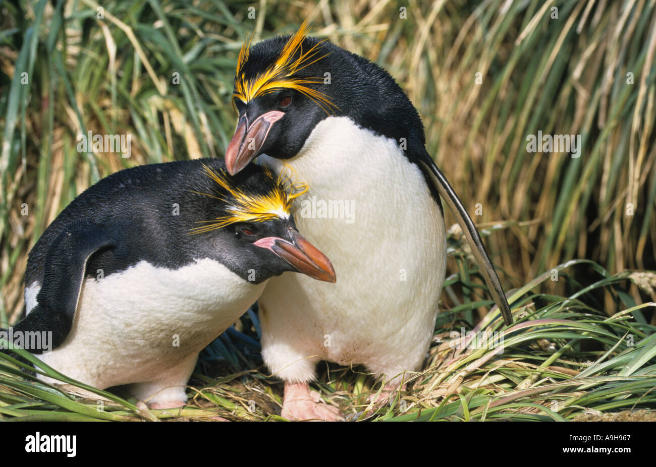 Macaroni Penguin Eudyptes chrysolophus Two on green vegetation ...