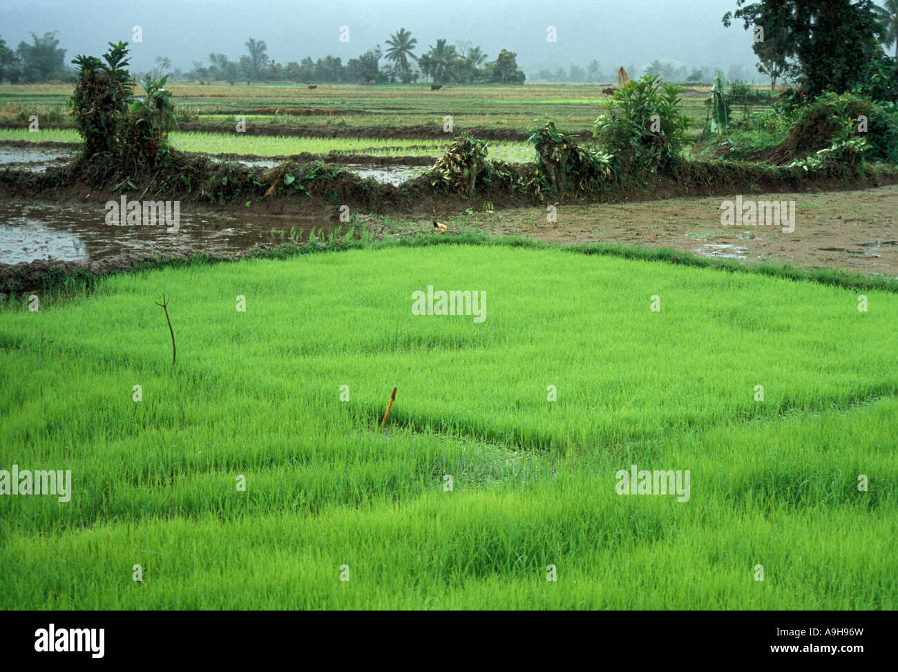 Rice fields rice paddy in northeast Madagascar 2001 Stock Photo - Alamy