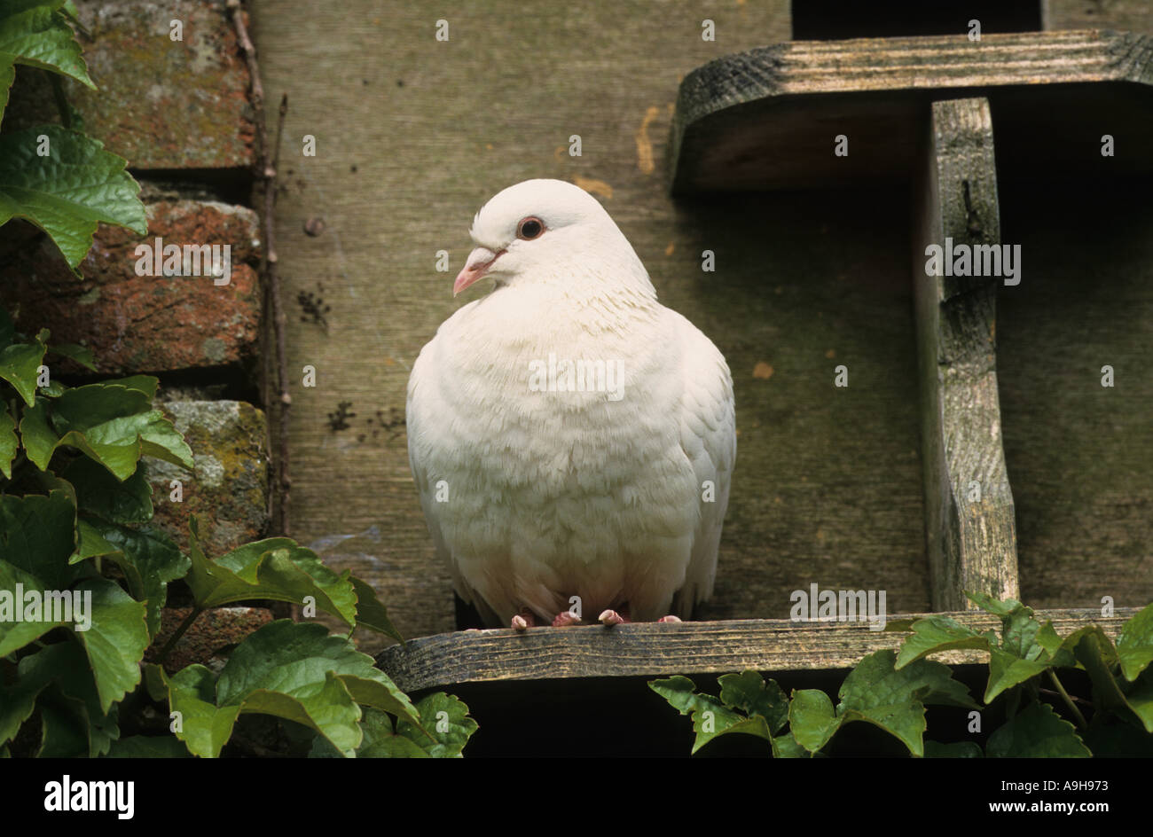 White pigeon hi-res stock photography and images - Alamy