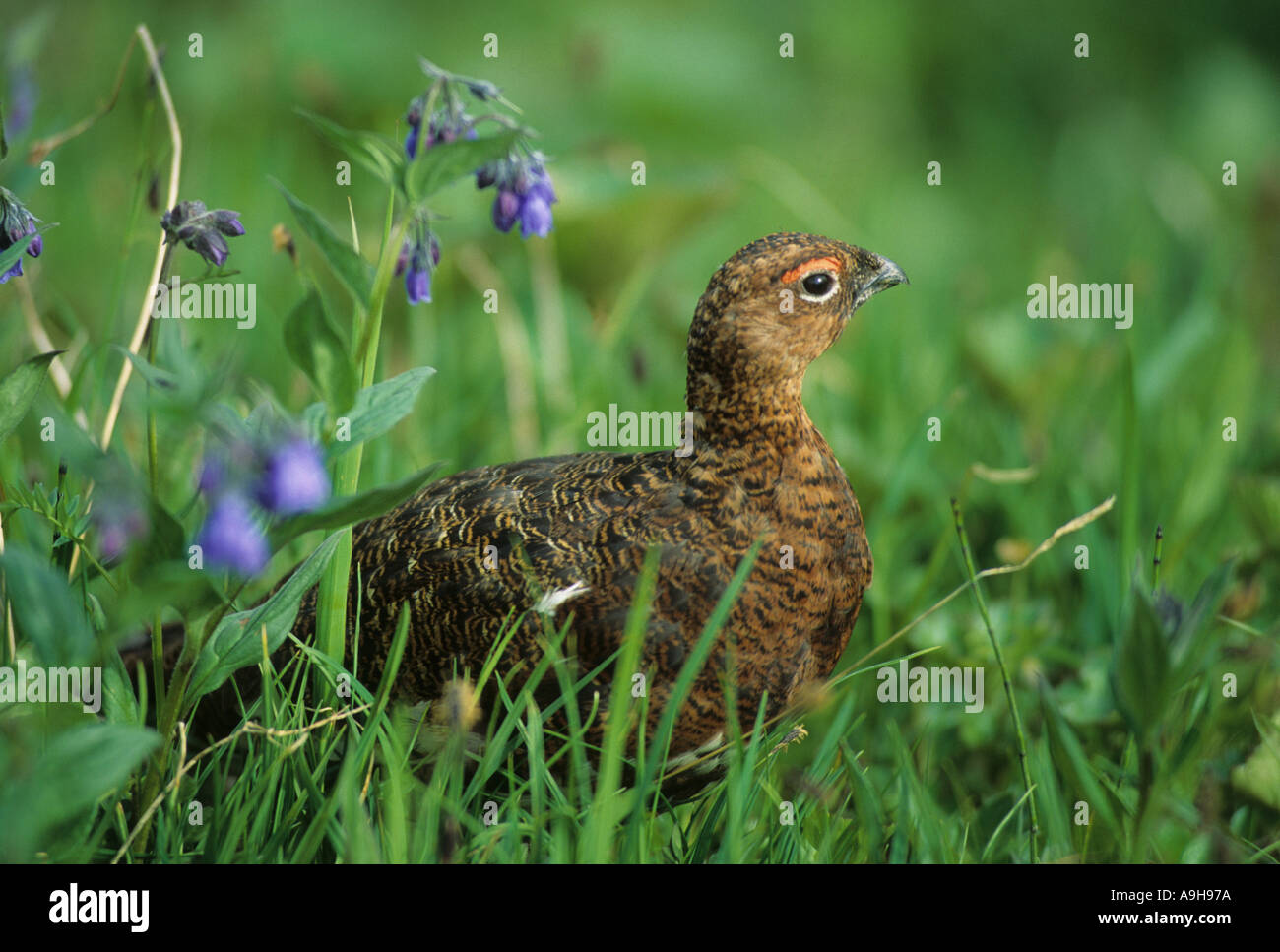 Willow Ptarmigan Lagopus lagopus Male in summer plumage in long grass ...