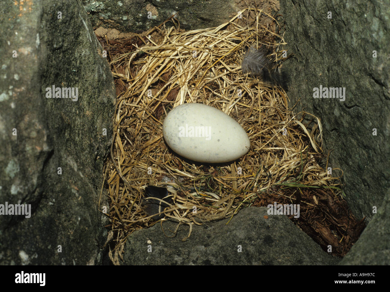 Puffin Egg High Resolution Stock Photography and Images - Alamy